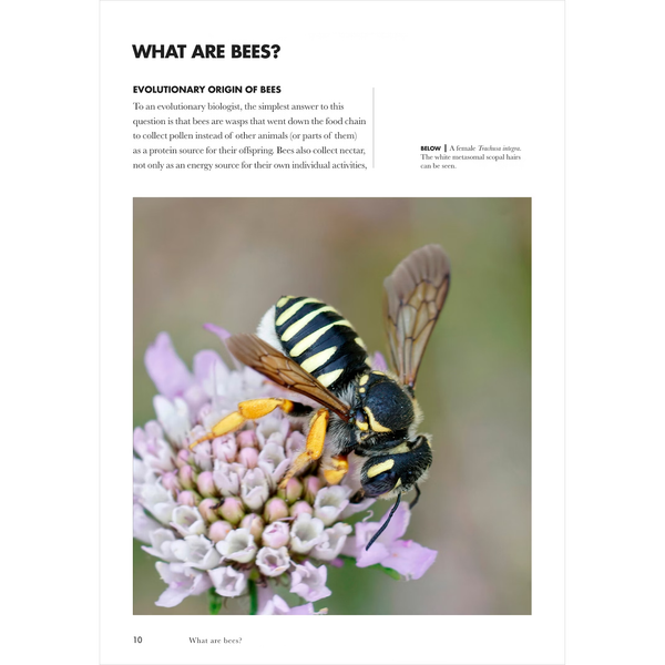 Bees of the World: A Guide to Every Family - BIOWEB USA