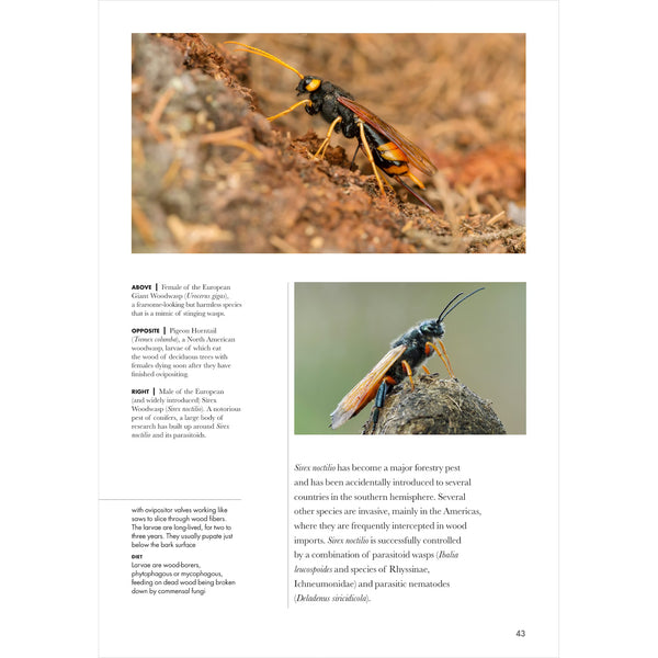 Wasps of the World: A Guide to Every Family - BIOWEB USA