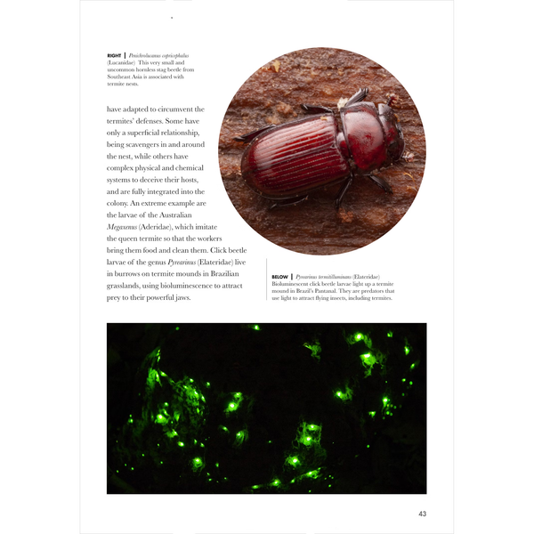 Beetles of the World: A Natural History - BIOWEB USA
