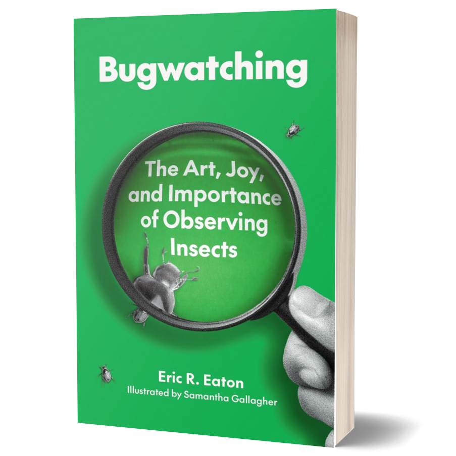 Bugwatching: The Art, Joy, and Importance of Observing Insects - BIOWEB USA