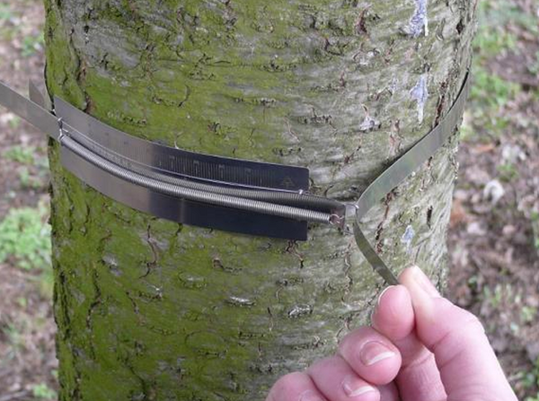 DB20 Dendrometer Increment Sensor with Stainless Steel Band for Trunks ...