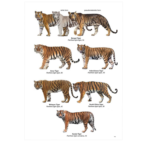 Felids and Hyenas of the World: Wildcats, Panthers, Lynx, Pumas, Ocelo ...