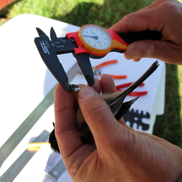 Dial Fiberglass Calipers 6" or 150 mm - BIOWEB USA