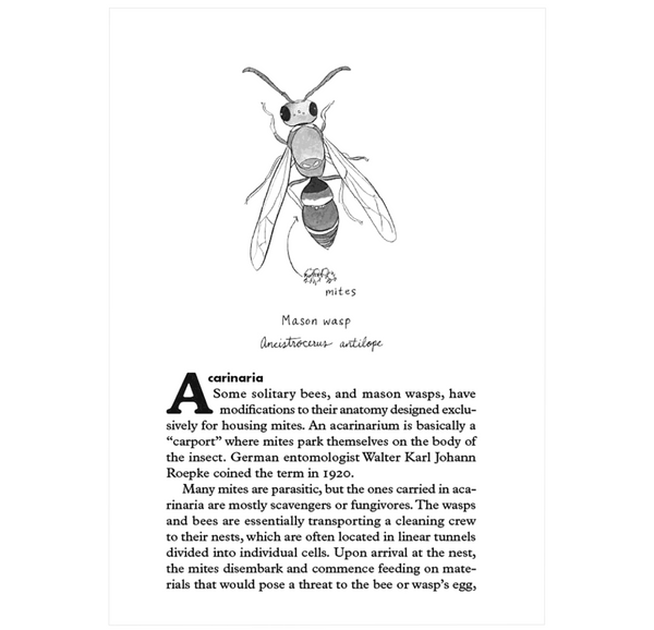 Insectpedia: A Brief Compendium of Insect Lore ²⁶ - BIOWEB USA
