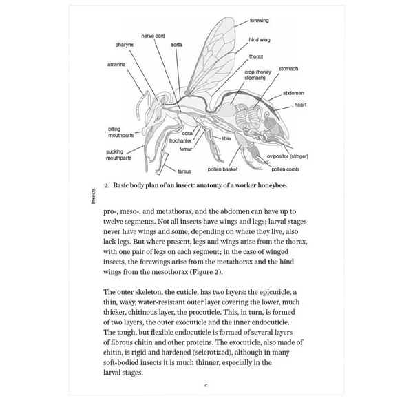 Insects: A Very Short Introduction (Very Short Introductions) - BIOWEB USA