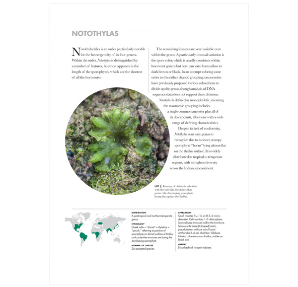 Mosses, Liverworts, and Hornworts of the World: A Guide to Every Order ...