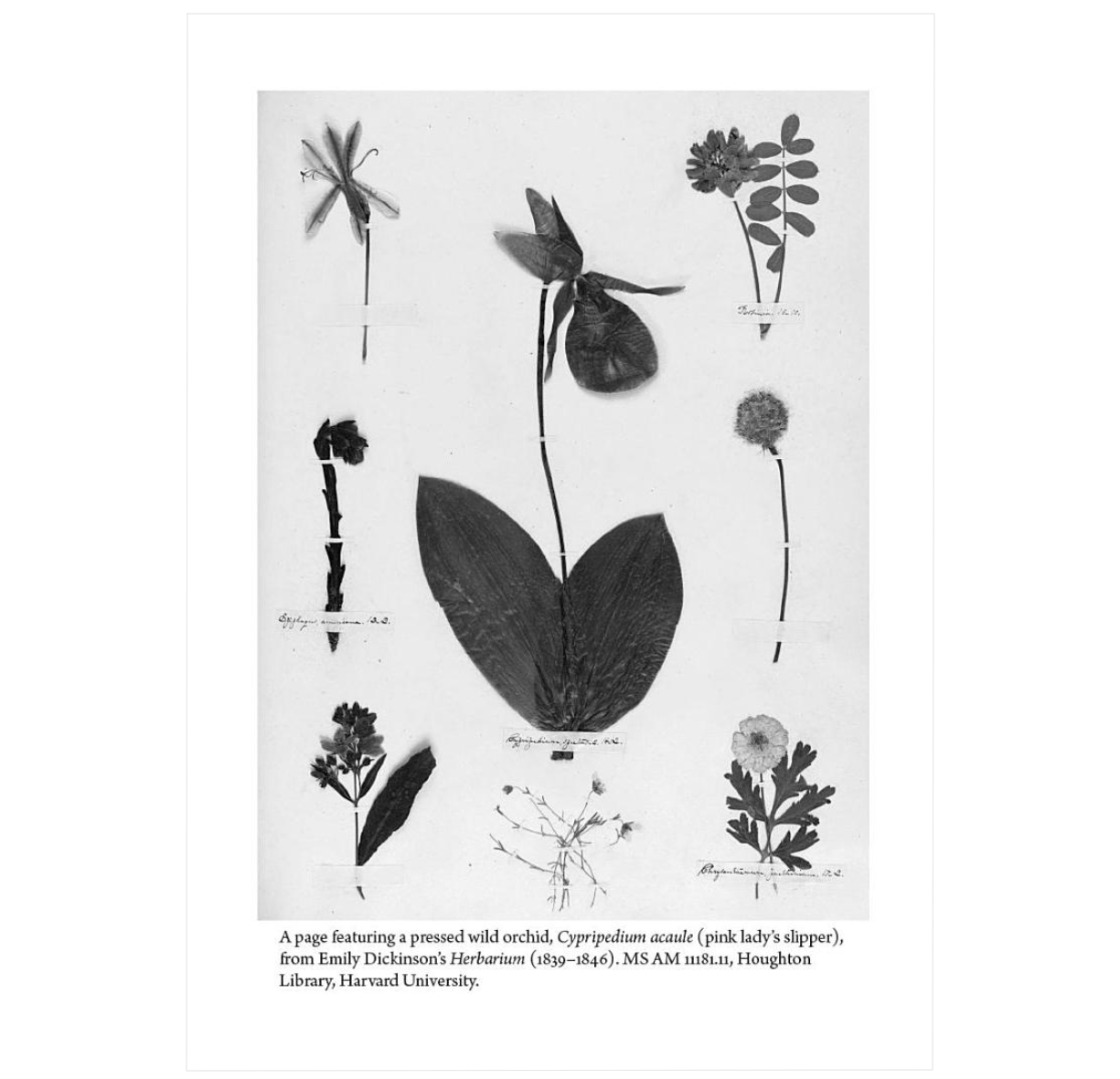 Natural Magic: Emily Dickinson, Charles Darwin, and the Dawn of Modern ...