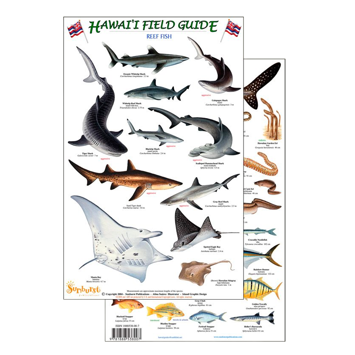 Hawaii Reef Fish #1 Identification Guide - BIOWEB USA