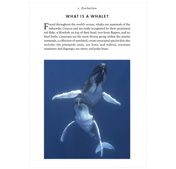 The Little Book of Whales - BIOWEB USA