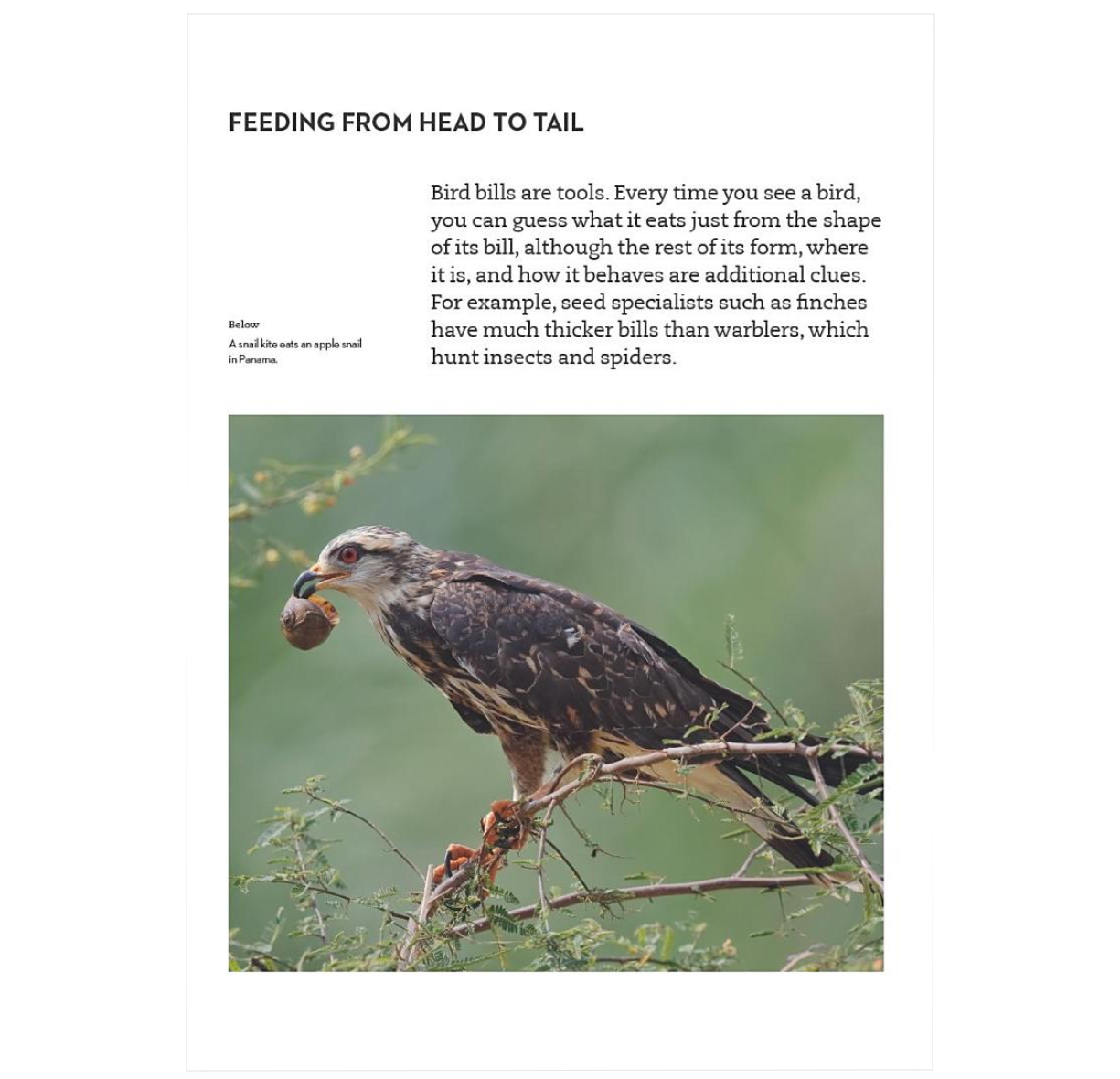 Understanding Bird Behavior: An Illustrated Guide to What Birds Do and ...