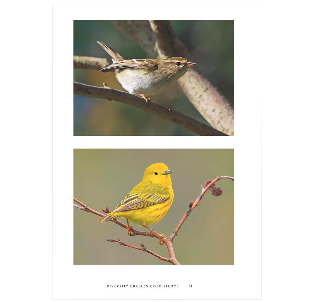 Understanding Bird Behavior: An Illustrated Guide to What Birds Do and ...