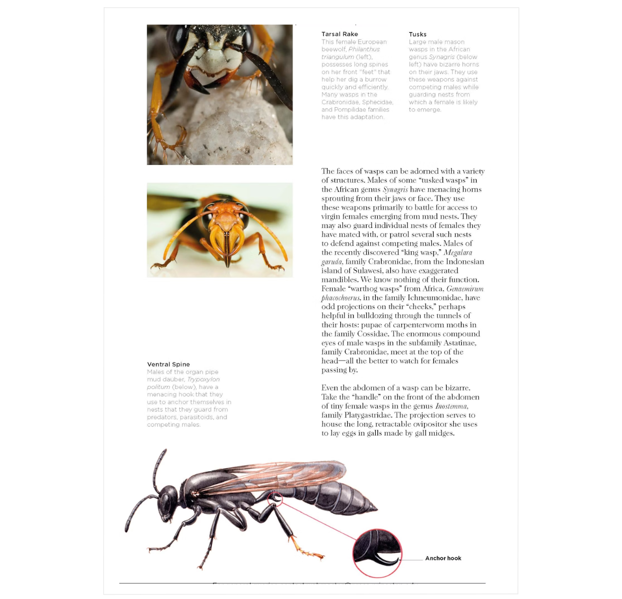 Wasps: The Astonishing Diversity of a Misunderstood Insect - BIOWEB USA
