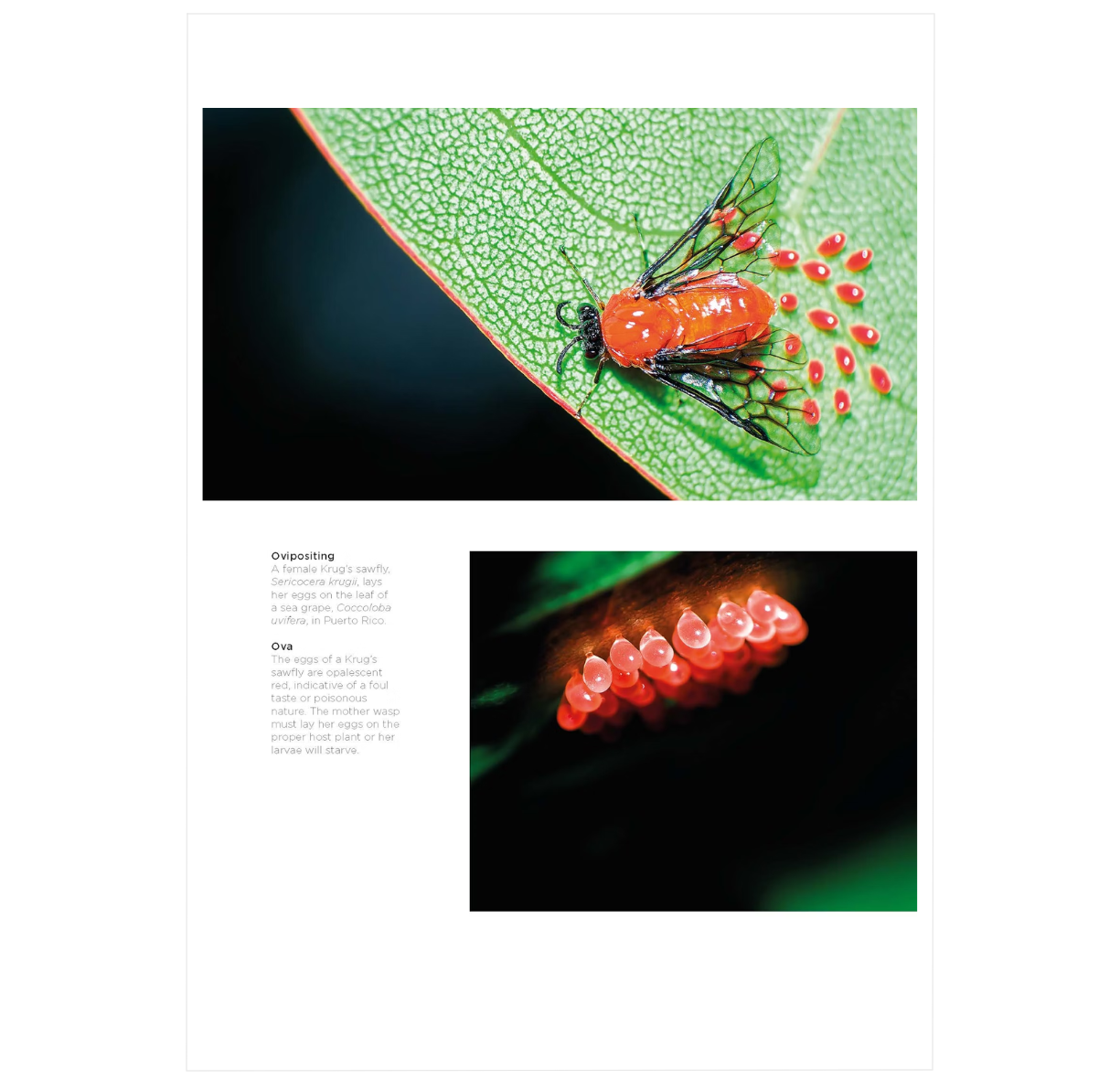 Wasps: The Astonishing Diversity of a Misunderstood Insect - BIOWEB USA