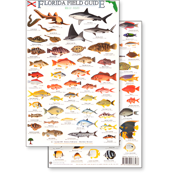Florida Field Guide, Reef Fish - BIOWEB USA
