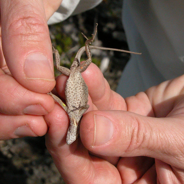 Visible Elastomer Tags (VIE) for Research Kits 6 ml (Two Colors) ²⁵ ...