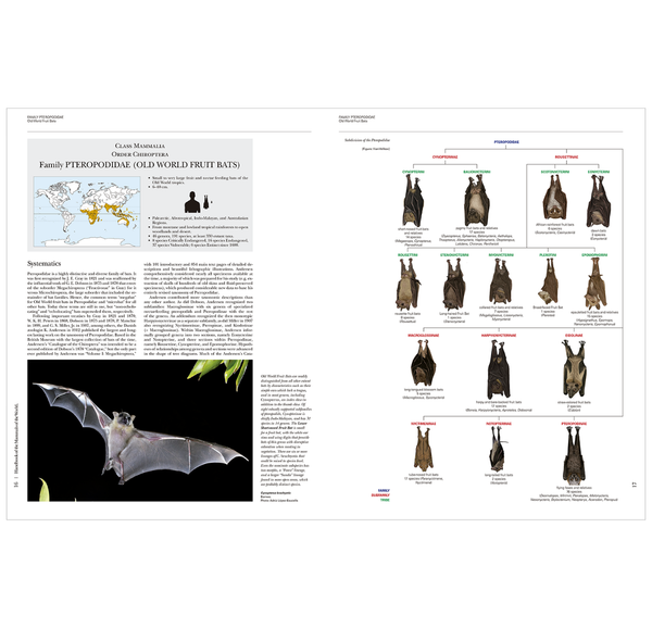 Handbook of the Mammals of the World. Vol.9: Bats - BIOWEB Global