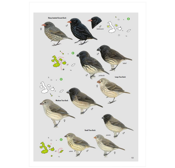 Birds and Mammals of the Galapagos ²⁵ - BIOWEB USA