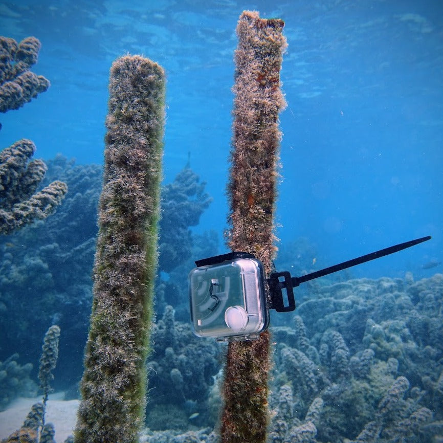 HydroMoth Available Now! - BIOWEB Global