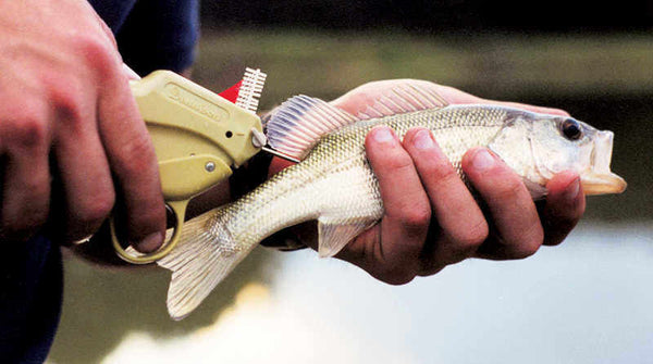 Floy T-Bar Anchor Fish Tags - BIOWEB Global