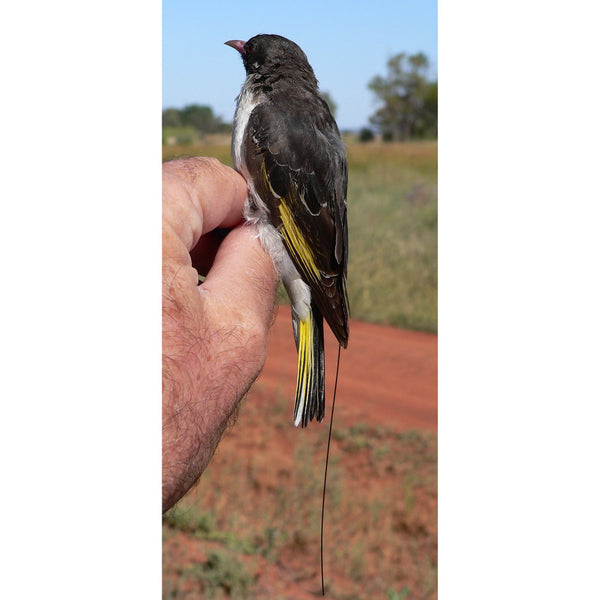 Holohil Series BD Radial Transmitters from 0.26 g - BIOWEB USA